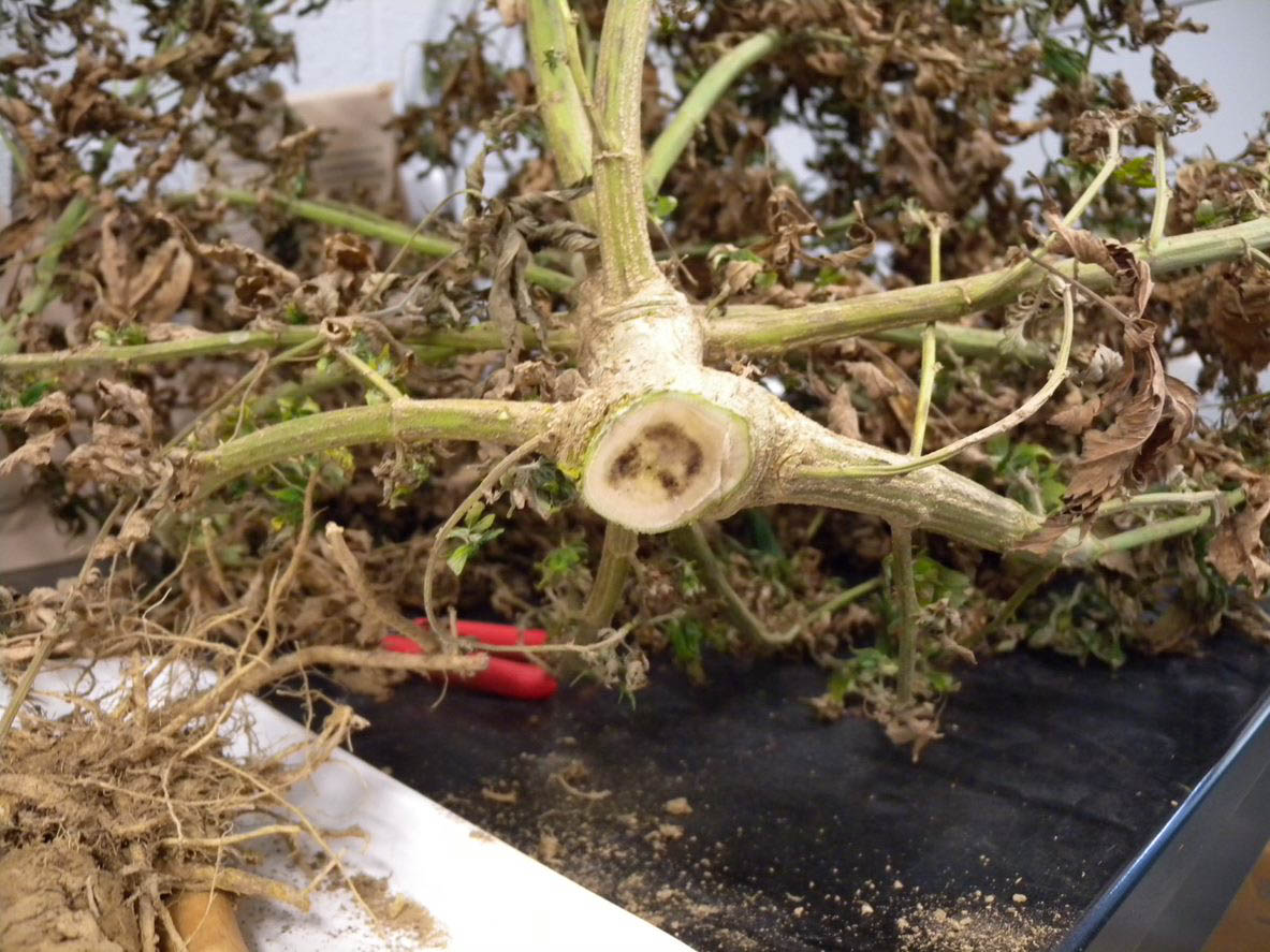 Fusarium Foot and Root Rot - Hemp Pest Maps